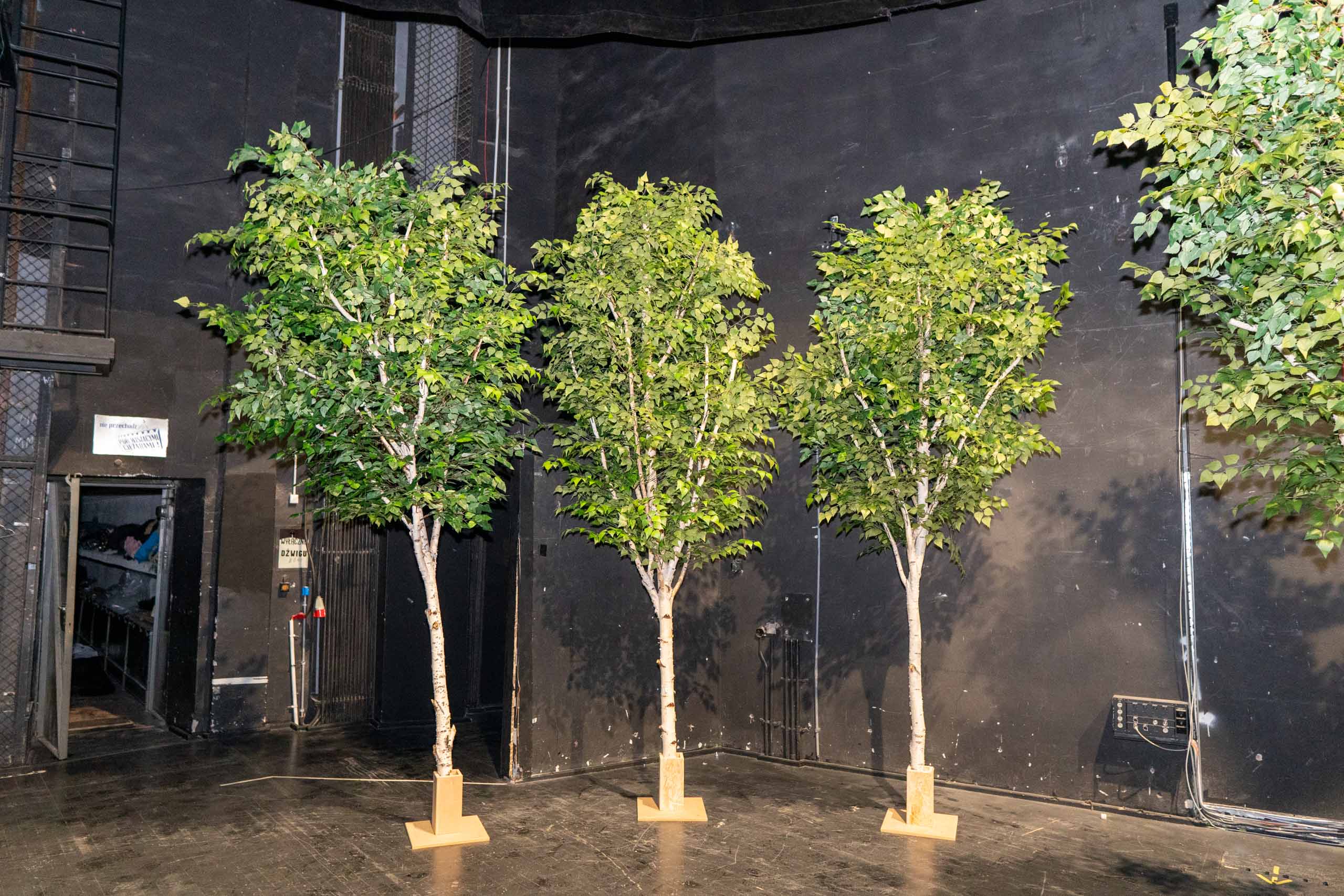 Sztuczne Brzozy - Drzewa w Teatrze w Gdyni - ORCHIDEA